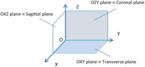 Cartesian Coordinate System Correlated With The Body Planes Download