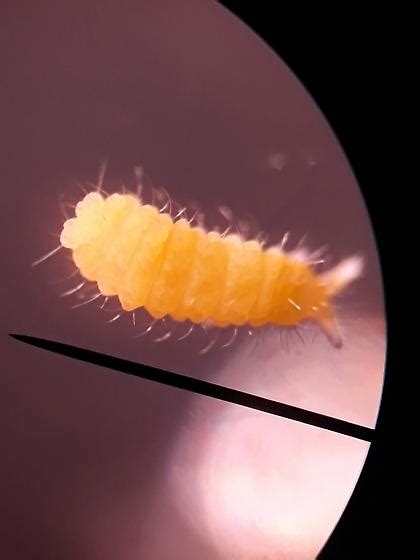 Sensillanura Caeca Sensillanura Barberi Bugguidenet