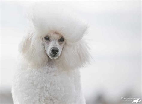 Nzch Taffs Crowned Opulence By Showcase Konan Kennels Cocker Spaniels And Miniature Poodles