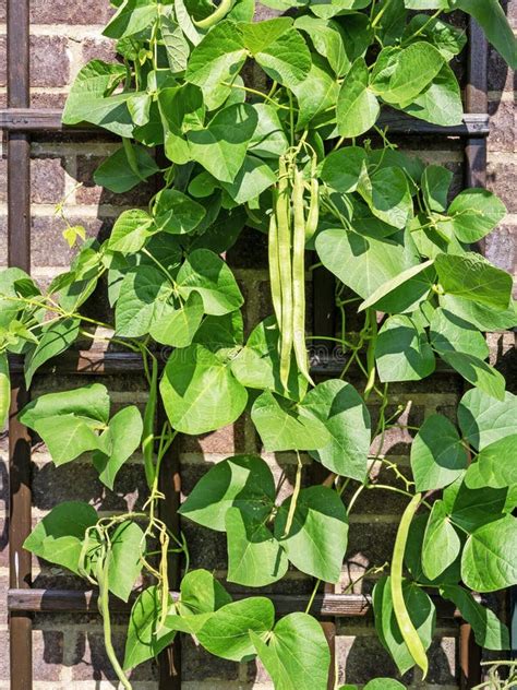 Runner Bean White Lady Plants Climbing On A Wooden Trellis Stock Image