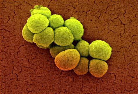 Micrococcus Species
