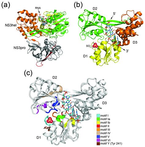 Structure Of Full Length Hcv Ns3 Bound To Rna A Cartoon