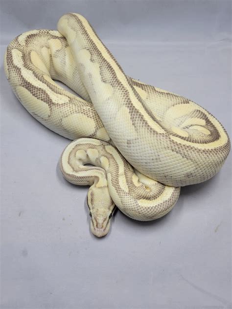 Pastel Vanilla Lesser Ball Python By Jandj Balls Morphmarket