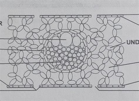 Monocot Leaf Diagram Quizlet