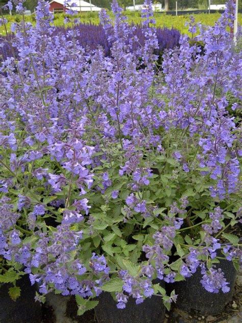 Walkers Low Catmint • Kiwi Nurseries Ltd