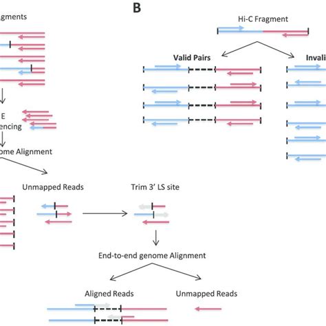 Pdf Hic Pro An Optimized And Flexible Pipeline For Hi C Data Processing