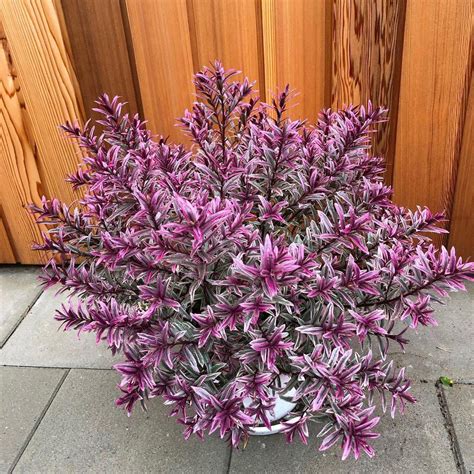The Beautiful Yet Unusual Foliage Of Hebes Love For Gardens