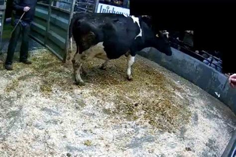 Best Cattle Sales Monday 9th January Lsl Auctions Lsl Auctions News