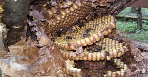 Abelhas Mapa De Abelhas 🐝