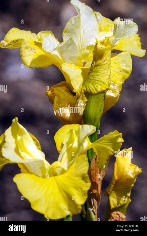 Iris Korean Drama Kiss