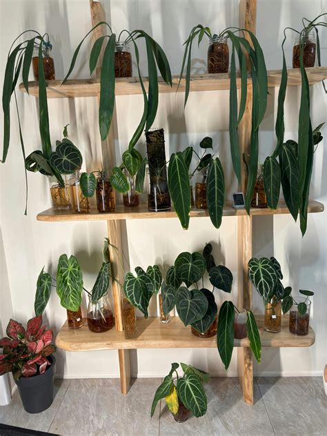 Growth Technology Clonex Cloning Solution 250 500ml 1 Or 5l