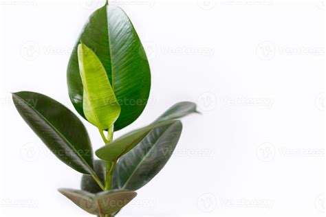 Rubber Fig Ficus Elastica Plant With Green Leaves By White Wall