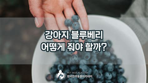 강아지 블루베리 어떻게 줘야 할까 네이버 포스트