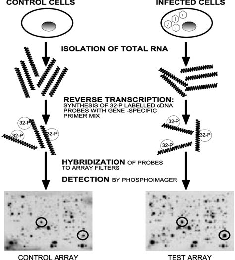 The General Principles Of The Cdna Array Technique Used For Screening