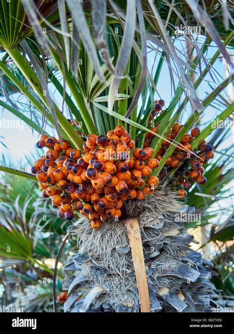 Chamaerops Humilis Variously Called European Fan Palm Or Mediterranean