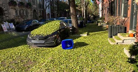 Ginko Trees Drop Your Leaves Album On Imgur