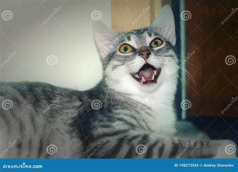 Open Mouth Breathing In Cats