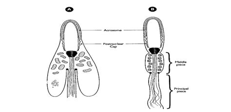Spermatogenesis Spermatocytogenesis And Spermiogenesis
