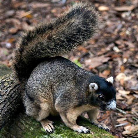 9 Types Of Squirrels In North America Quvlkc