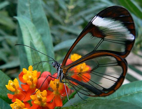 Filee3000 The Wings Become Windows Butterfly By Sa Wikimedia Commons