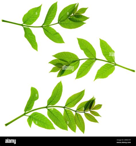 Spring Harvesting Of Medicinal Herbs Elderberry Leaf Isolated On A