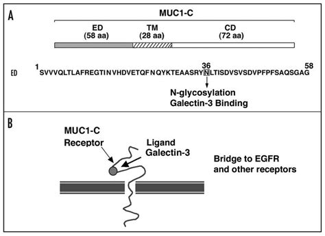 Functional Targeting Of The Muc1 Oncogene In Human Cancers Pmc