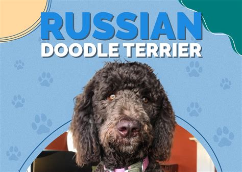 Black Poodle Terrier Mix