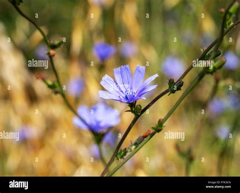 Blue Flowers Of Wild Chicory Cichorium Intybus Beautiful Perennial