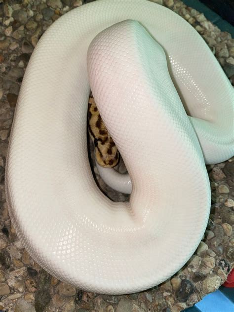 Spider Pied Ball Python By Lincolnland Exotics Morphmarket