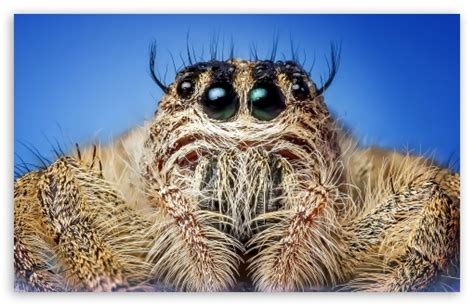 Jumping Spider Macro 4k Uhd Wallpaper For Ultrahd Desktop And Tv