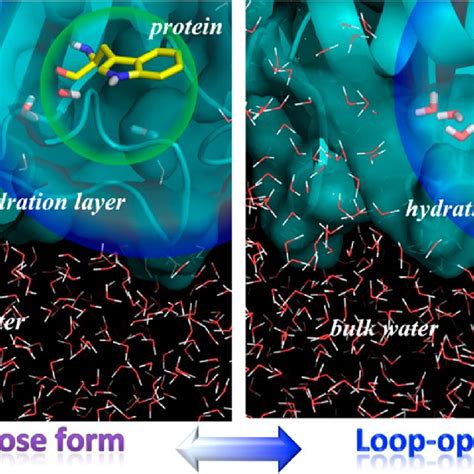 Crystal Structure Of Rnase T1 Pdb 9rnt Illustrates The Trp Yellow
