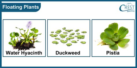 Class 5 Habitats And Adaptations Of Plants