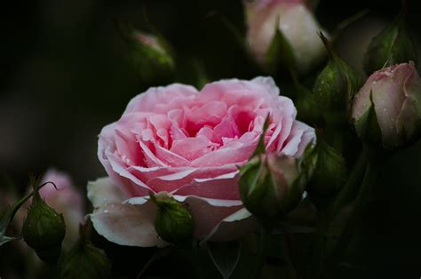Más De 60 Imágenes Gratis De Flores Con Espinas Y Naturaleza Pixabay