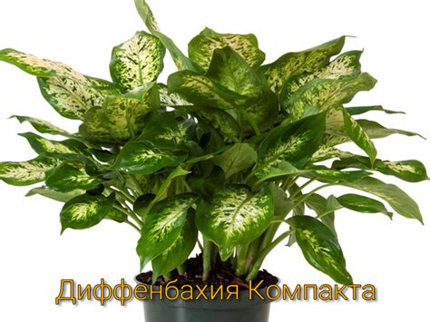 Диффенбахия - уход и выращивание в домашних условиях - Мир в цвету ...