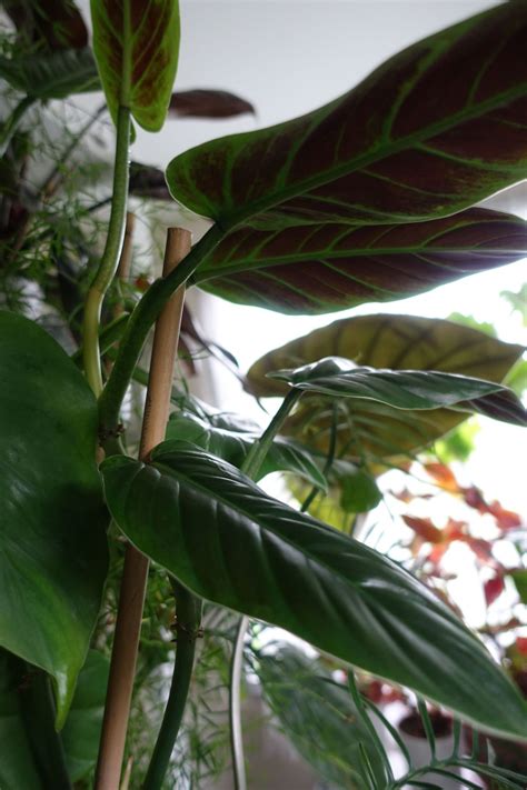 Philodendron Subhastatum Cutting