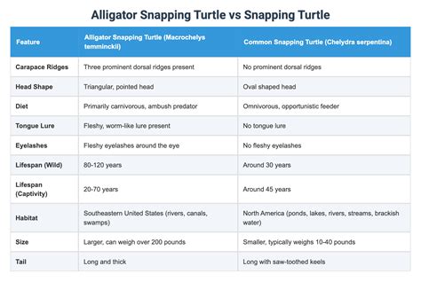 Alligator Snapping Turtle Vs Snapping Turtle