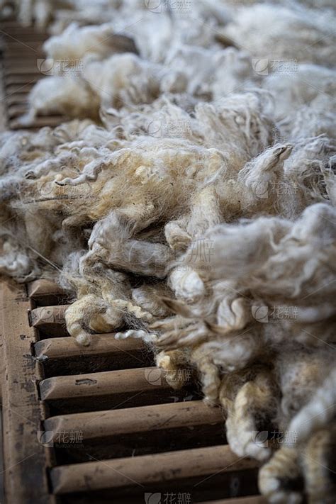 在桌子上剪羊毛或羊毛