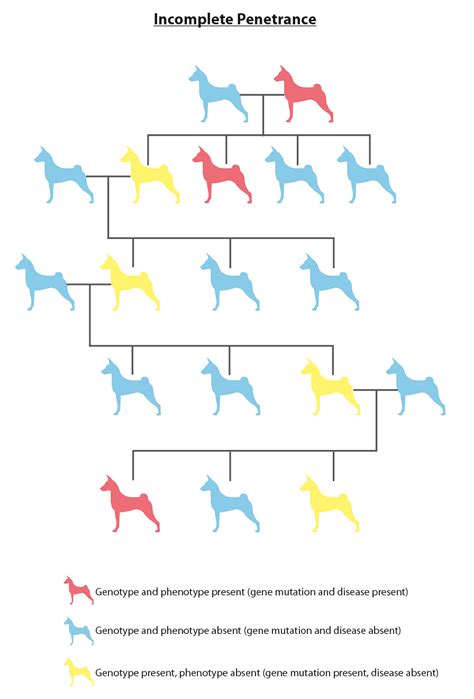 What Is Incomplete Penetrance In Genetics