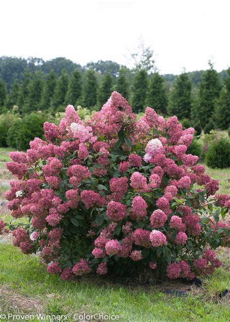 Fire Light® Panicle Hydrangea Hydrangea Paniculata Hardy