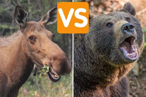 Angry Grizzly Bear Attack