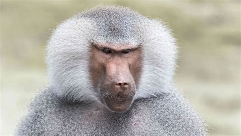 Un Bărbat Atacat De Un Babuin A Căzut De Pe O Clădire Cu 4 Etaje