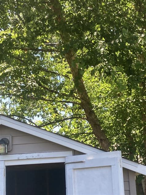 Pip N Tree Updated December 2025 801 Kim Moor Rd Peoria Illinois Tree Services Phone