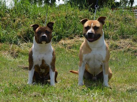 How To Train Your Staffordshire Terrier