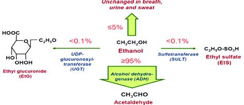 Etg Ethyl Glucuronide And Ets Ethylsulphate Are Profiling