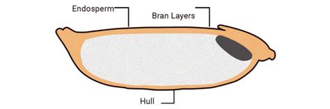 Every Grain Has Its Own Story Taj Foods