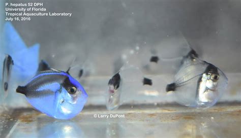 First Ever Captive Bred Pacific Blue Tang