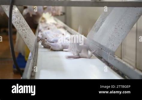 Chicken Processing Line Poultry Farm Stock Videos And Footage Hd And 4k