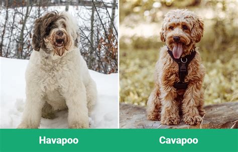 Havapoo Vs Cavapoo Differences Explained With Pictures Dogster
