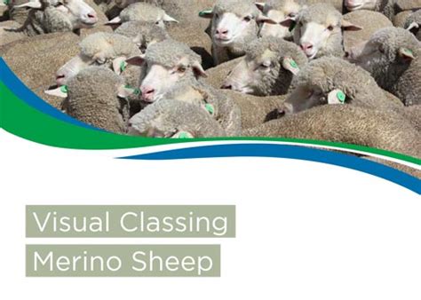 Week Six Sheep Classing
