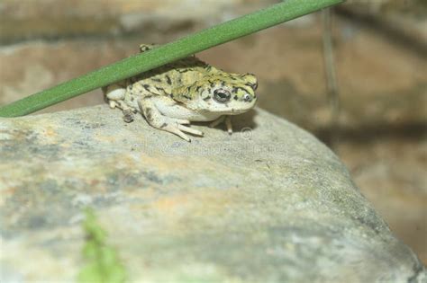 Western Green Toad Stock Image Image Of Rock Anaxyrus 296919737
